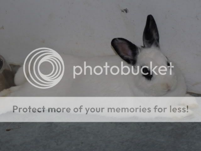 Conejicos - Lúa ya tiene papada! - ¡Presentaciones y fotografías!